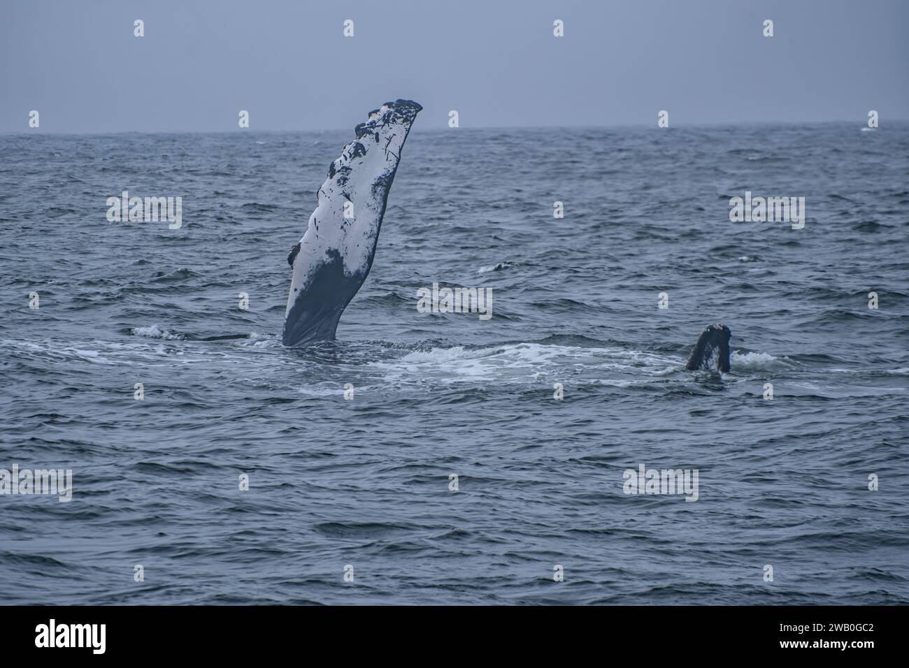Monterey Bay Canyon is a playground for ocean creatures! Observe blue ...
