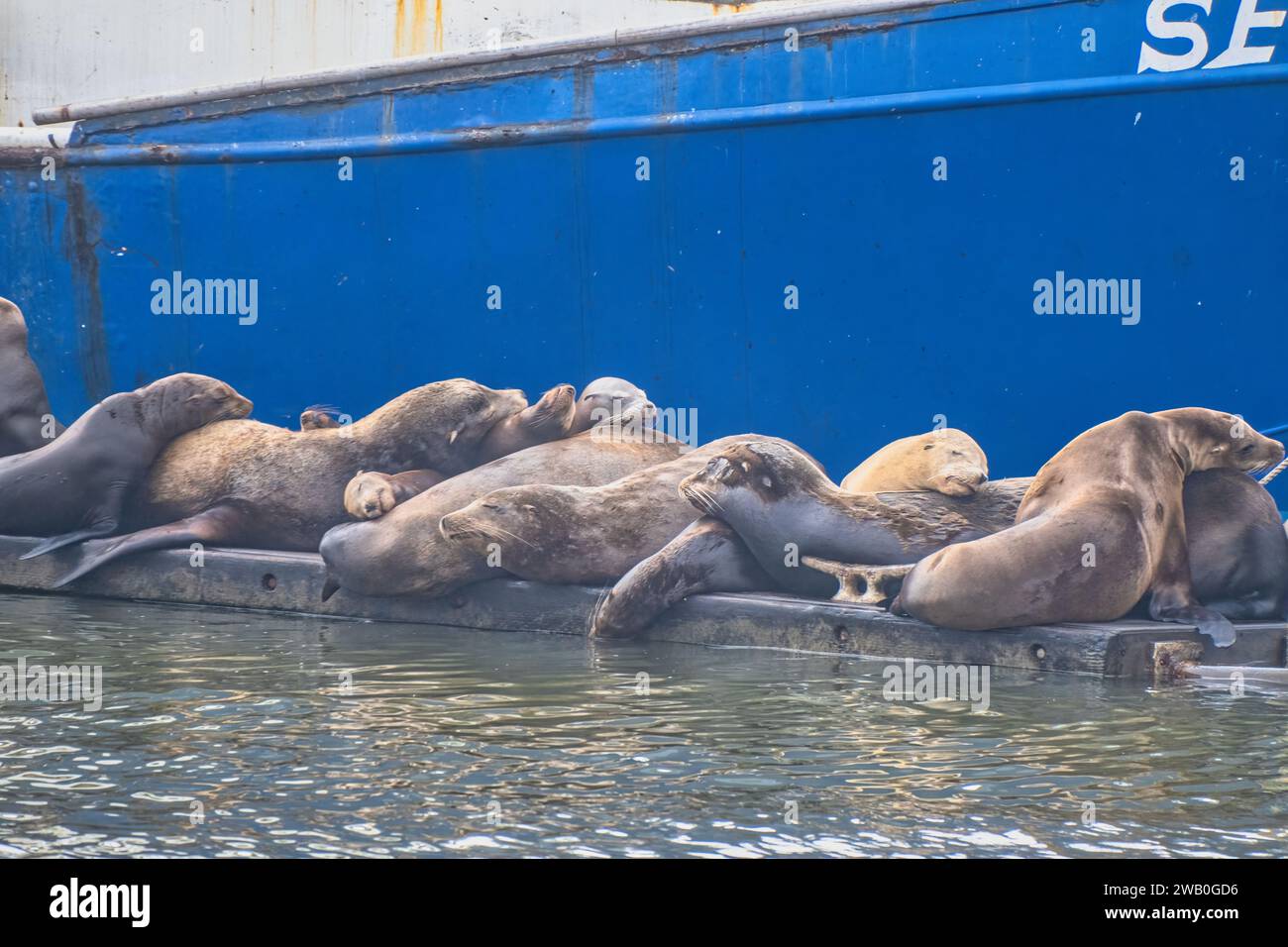 Monterey Bay Canyon is a playground for ocean creatures! Observe blue ...