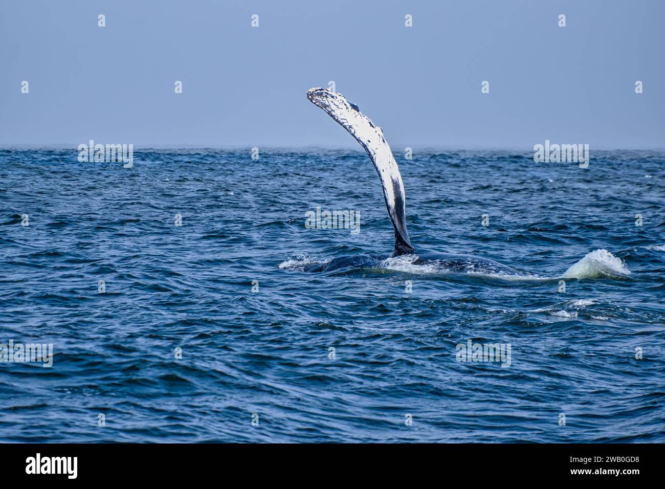 Monterey Bay Canyon is a playground for ocean creatures! Observe blue ...