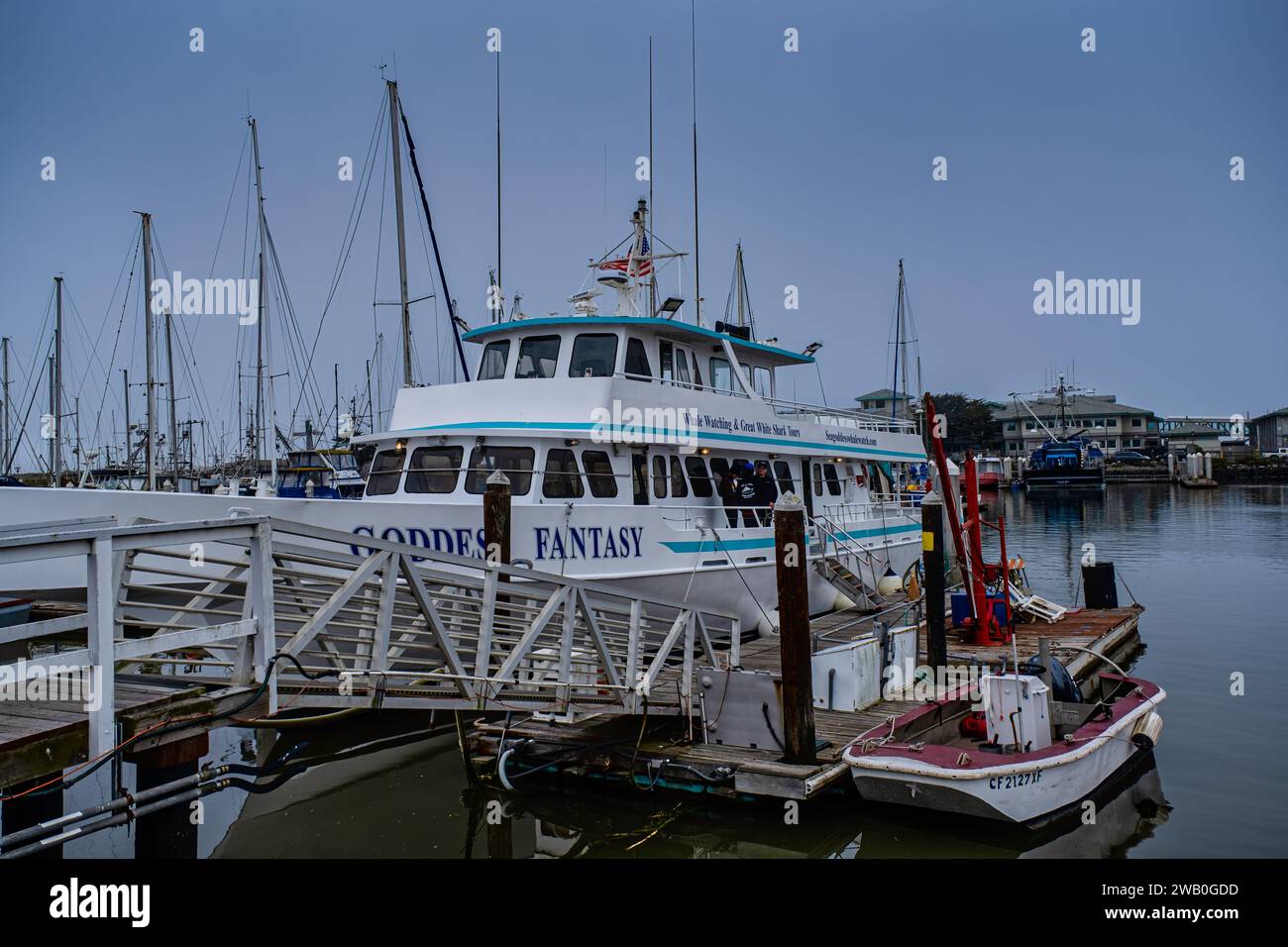 Monterey Bay Canyon is a playground for ocean creatures! Observe blue ...