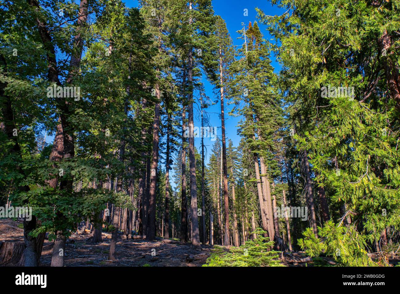 Most giant sequoias are not able to grow to a height greater than 300 ...