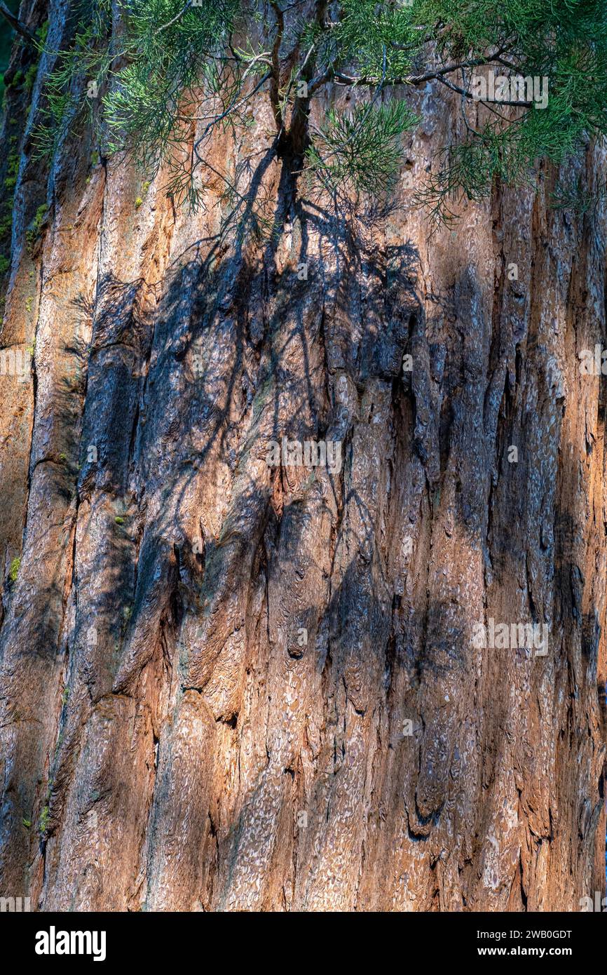 Yosemite National Park is home to three groves of impressive ancient ...