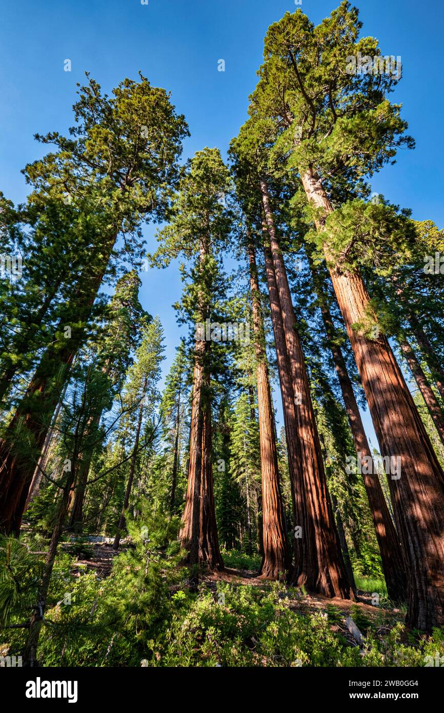 Sequoia trees logged national park hi-res stock photography and images ...