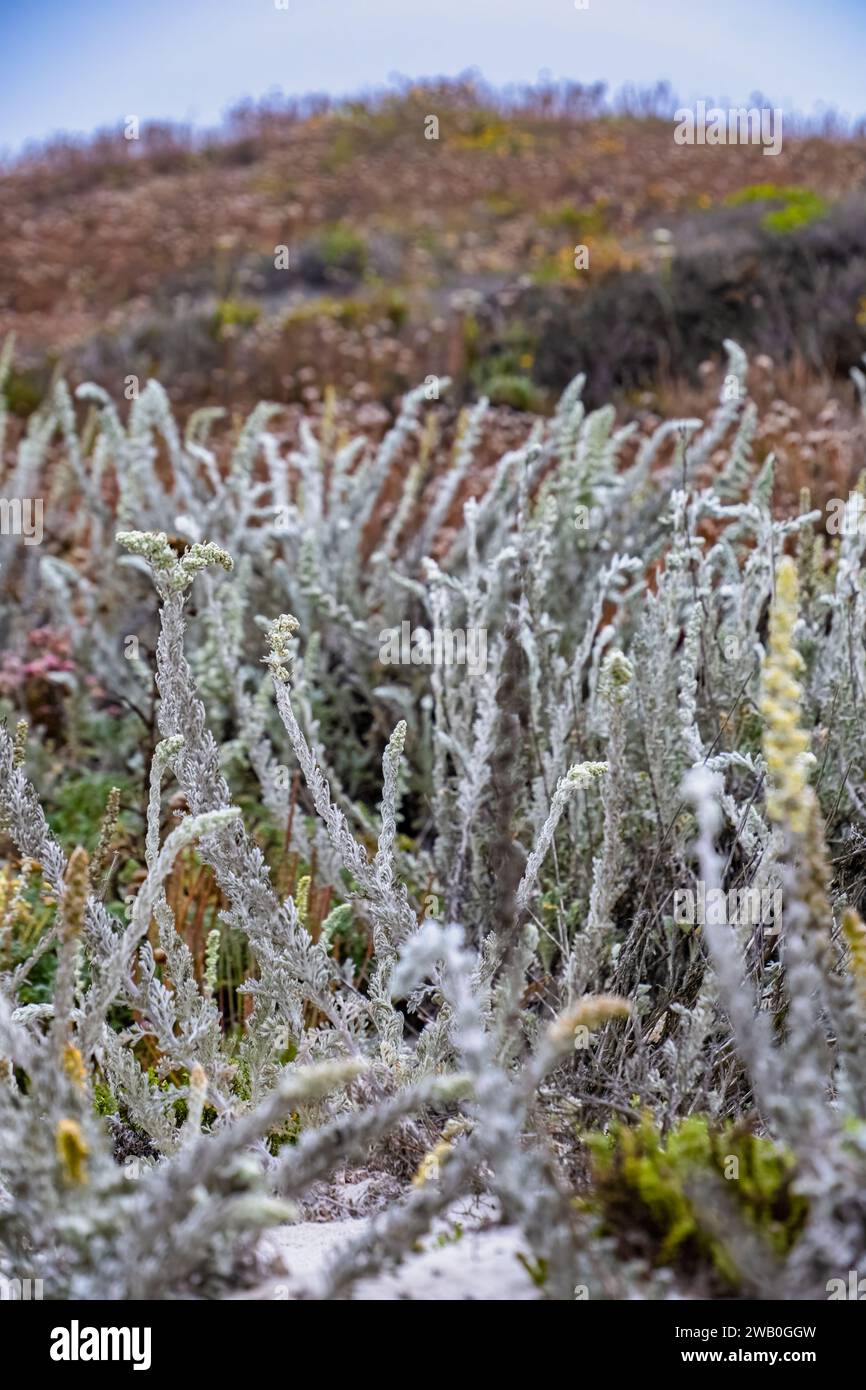 The debut of 17-Mile Drive actually predates our Centennial by four ...