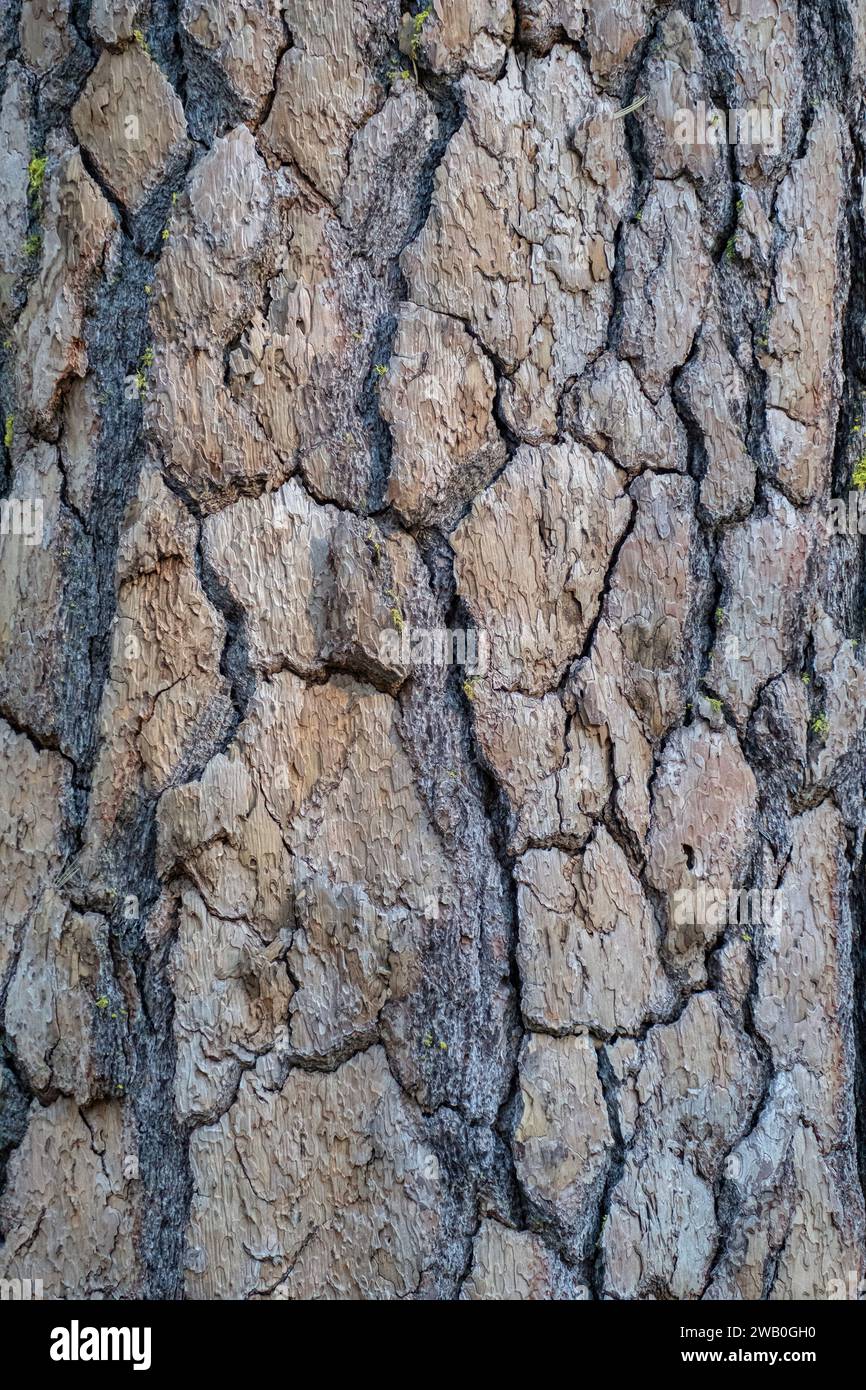 You could say the giant sequoia is thick-skinned. Its bark can be up to ...