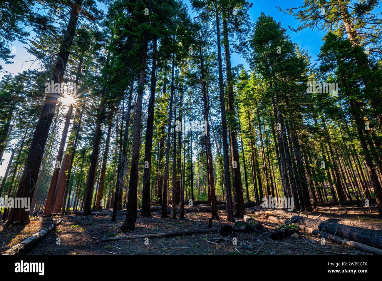 Giant sequoias only reproduce by seeds which sometimes remain in the ...