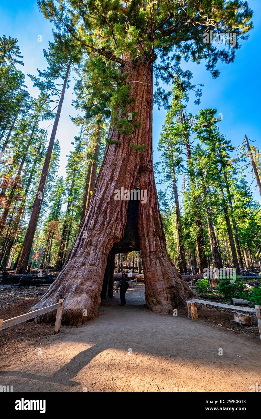 Yosemite National Park is home to three groves of impressive ancient giant sequoias. Giant ...