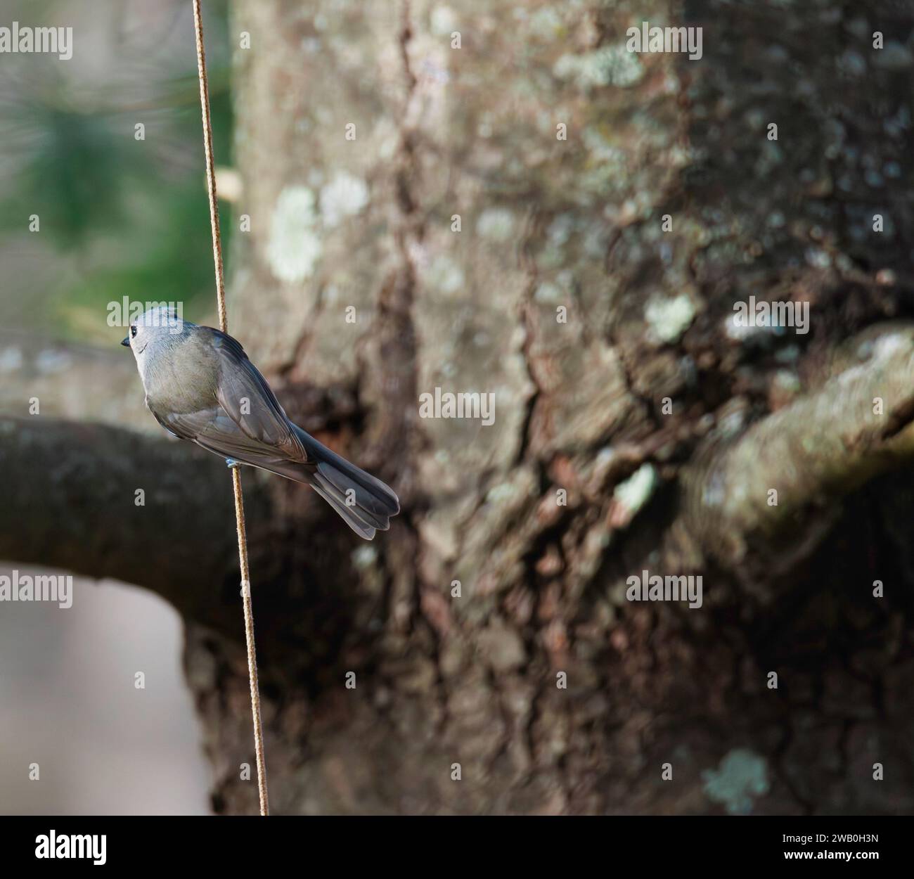 Tufted Titmouse bird perched on a tree Stock Photo - Alamy