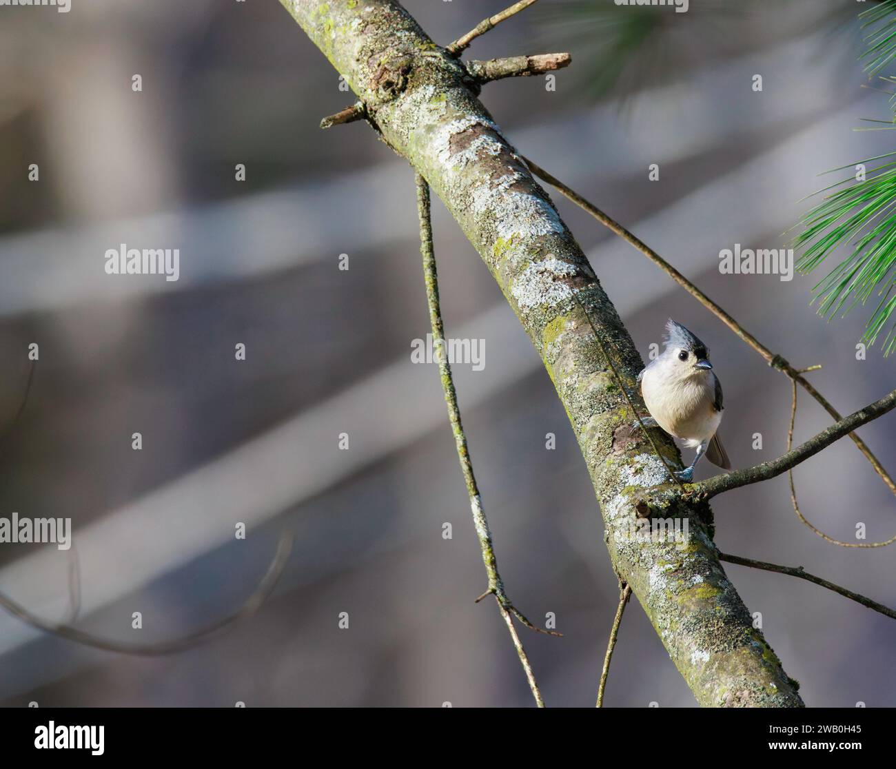 Tufted Titmouse bird perched on a tree Stock Photo - Alamy