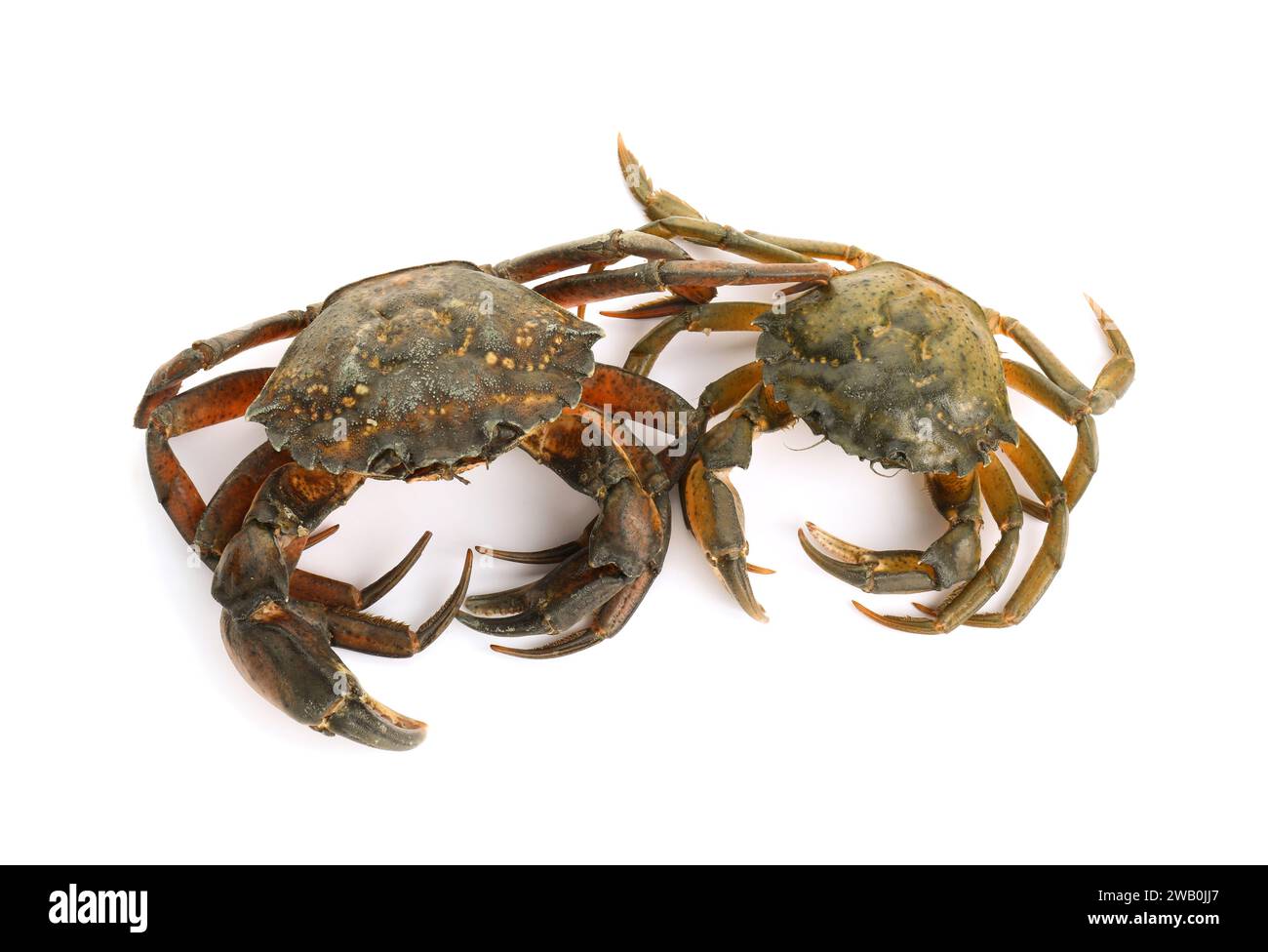 Two fresh raw crabs isolated on white, top view Stock Photo - Alamy