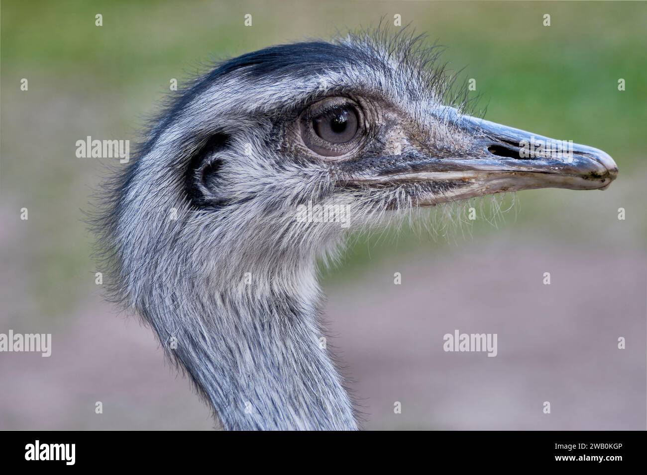 Close up of a Struthio camelus bird with out-of-focus background. The ...