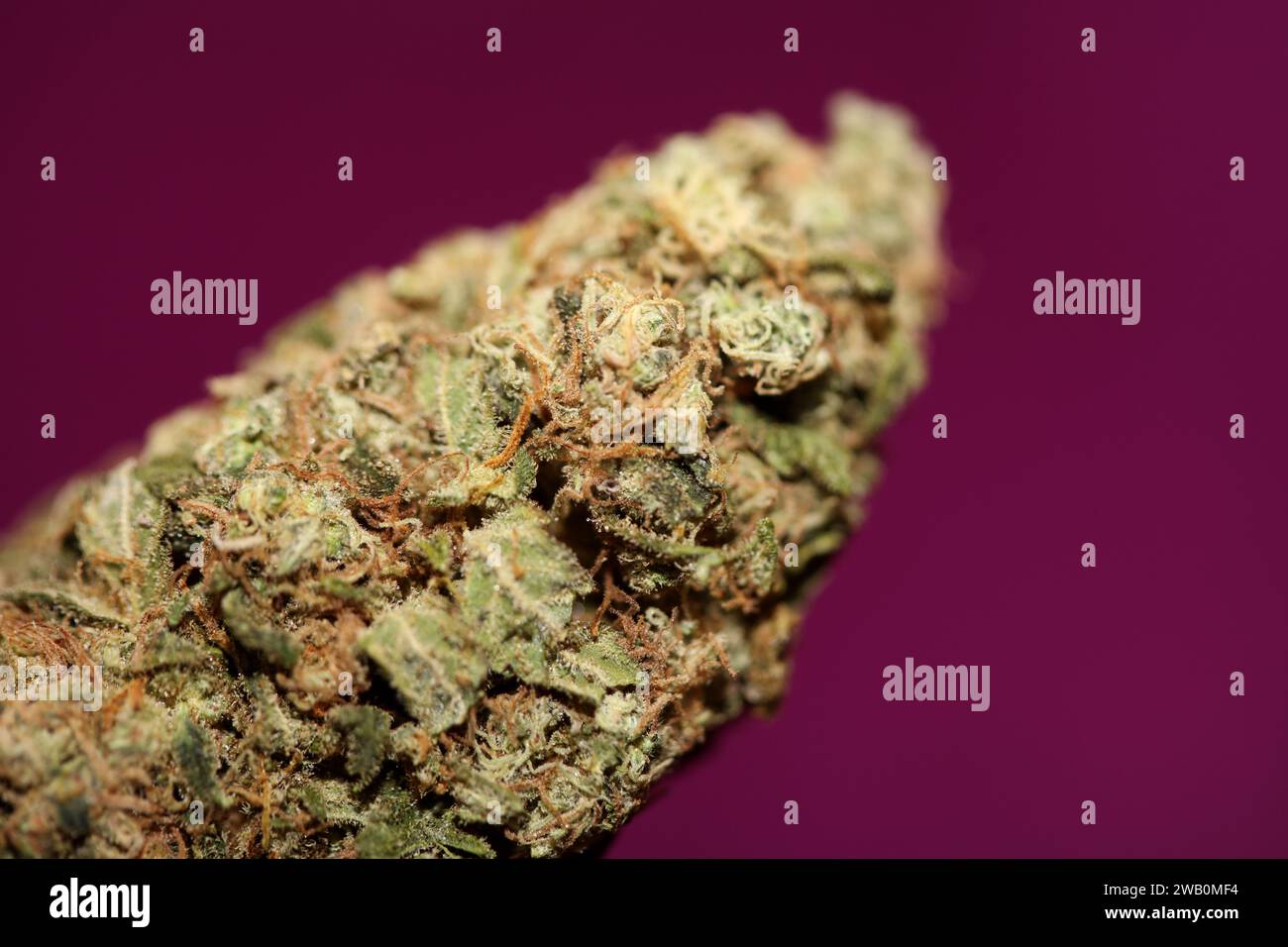 Cannabis bud super skunk medical grass cali variety macro background ...