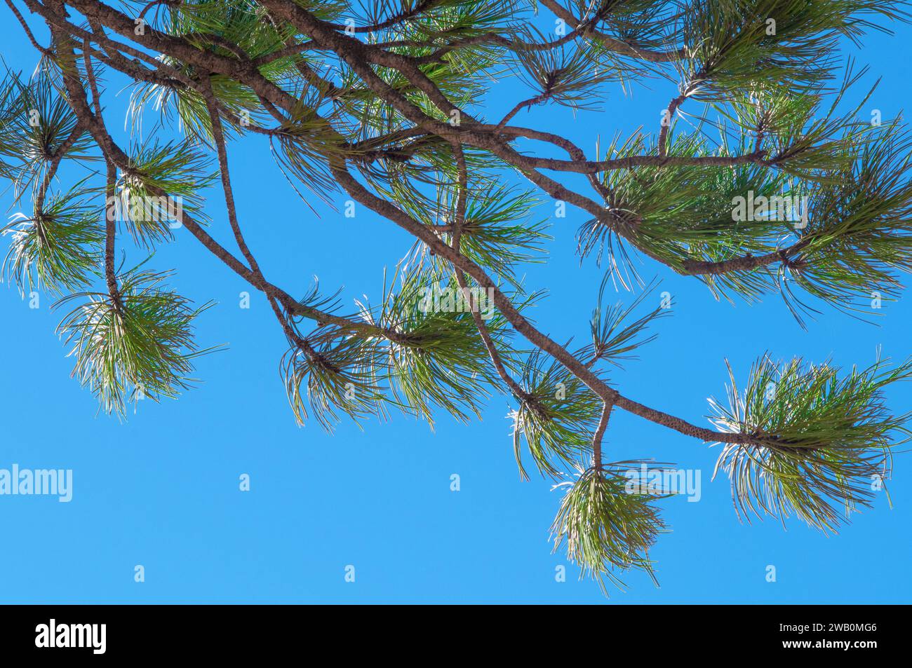 Branches tree needles close hi-res stock photography and images - Alamy