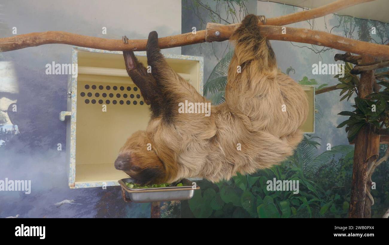Los Angeles, California, USA 2nd January 2024 LinneÕs Two-Toed Sloth at ...