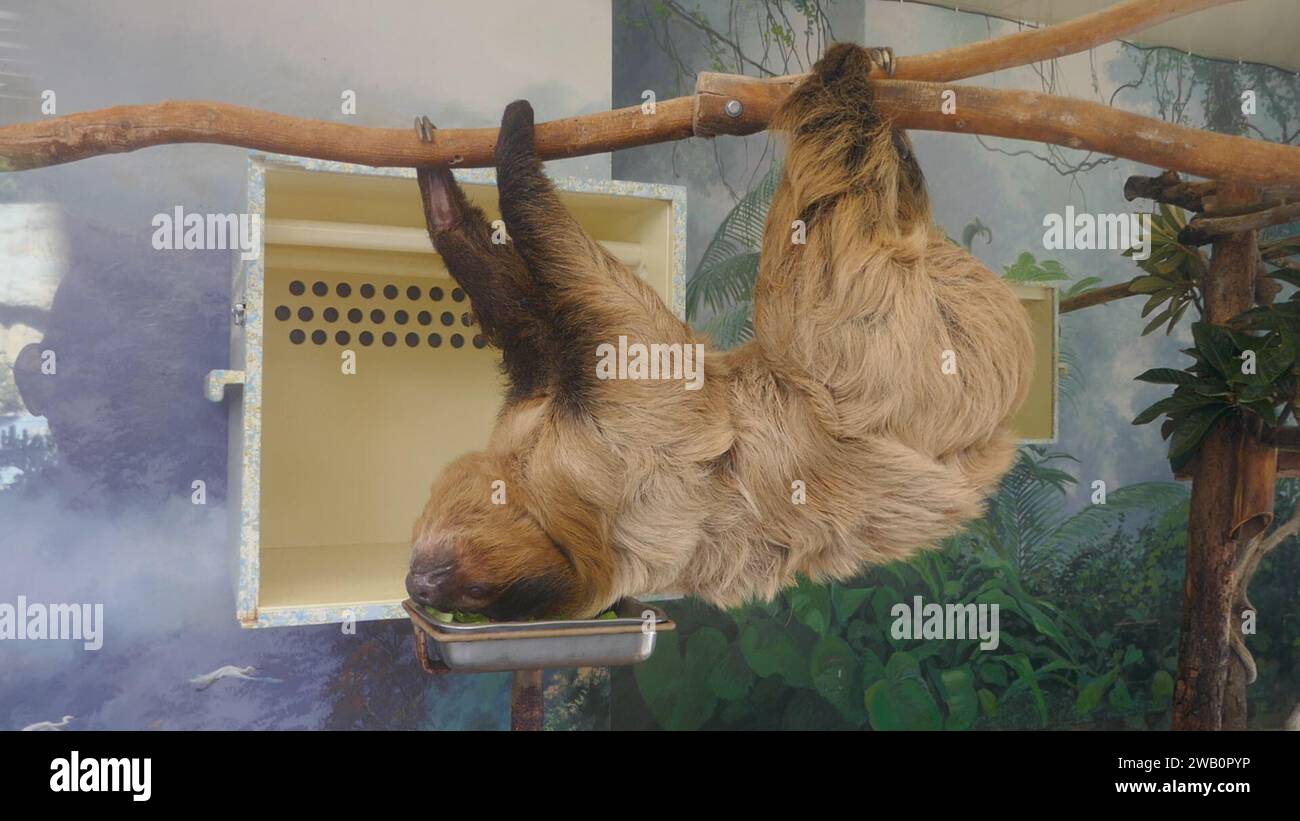Los Angeles, California, USA 2nd January 2024 LinneÕs Two-Toed Sloth at ...