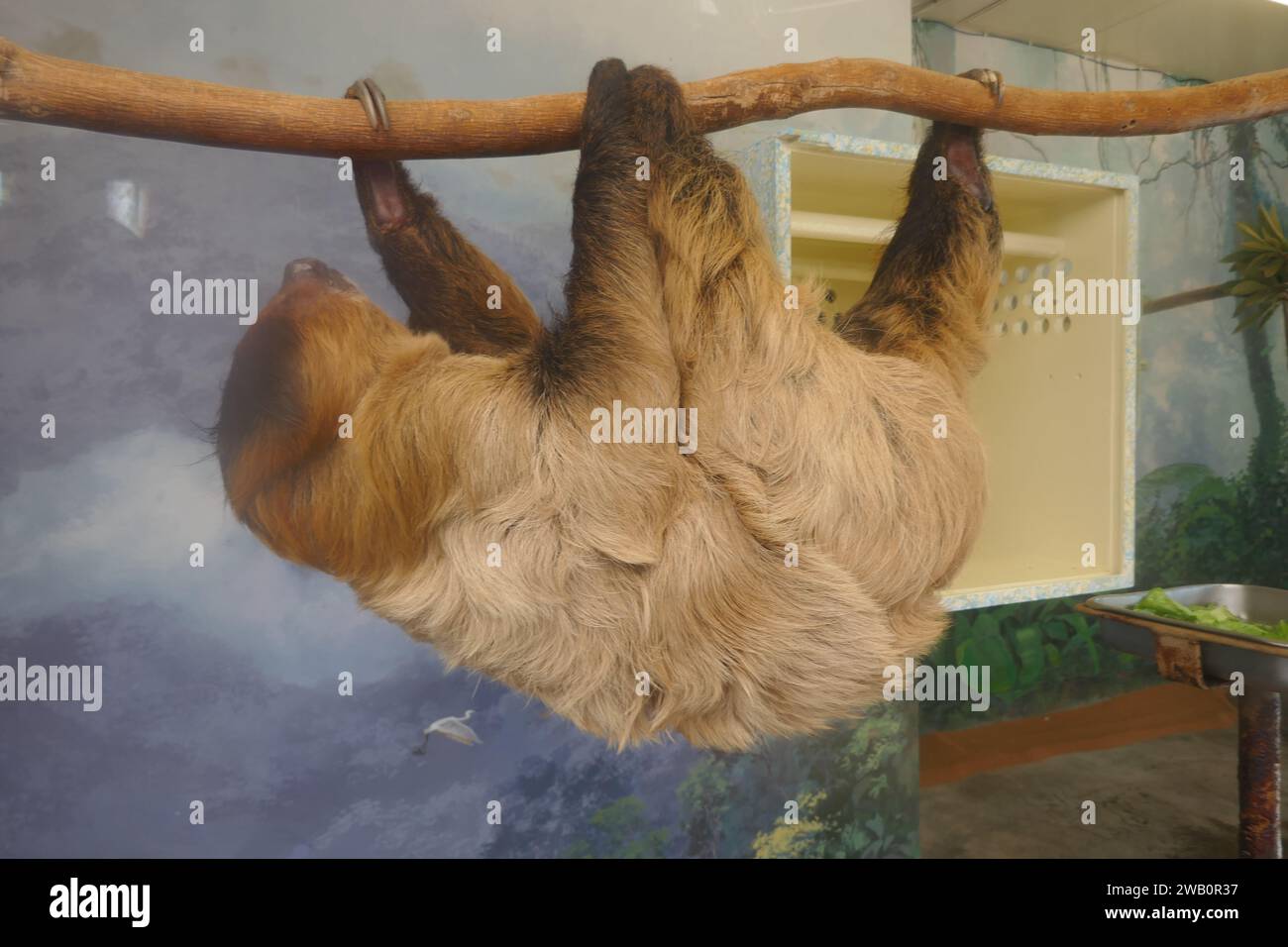 Los Angeles, California, USA 2nd January 2024 LinneÕs Two-Toed Sloth at ...