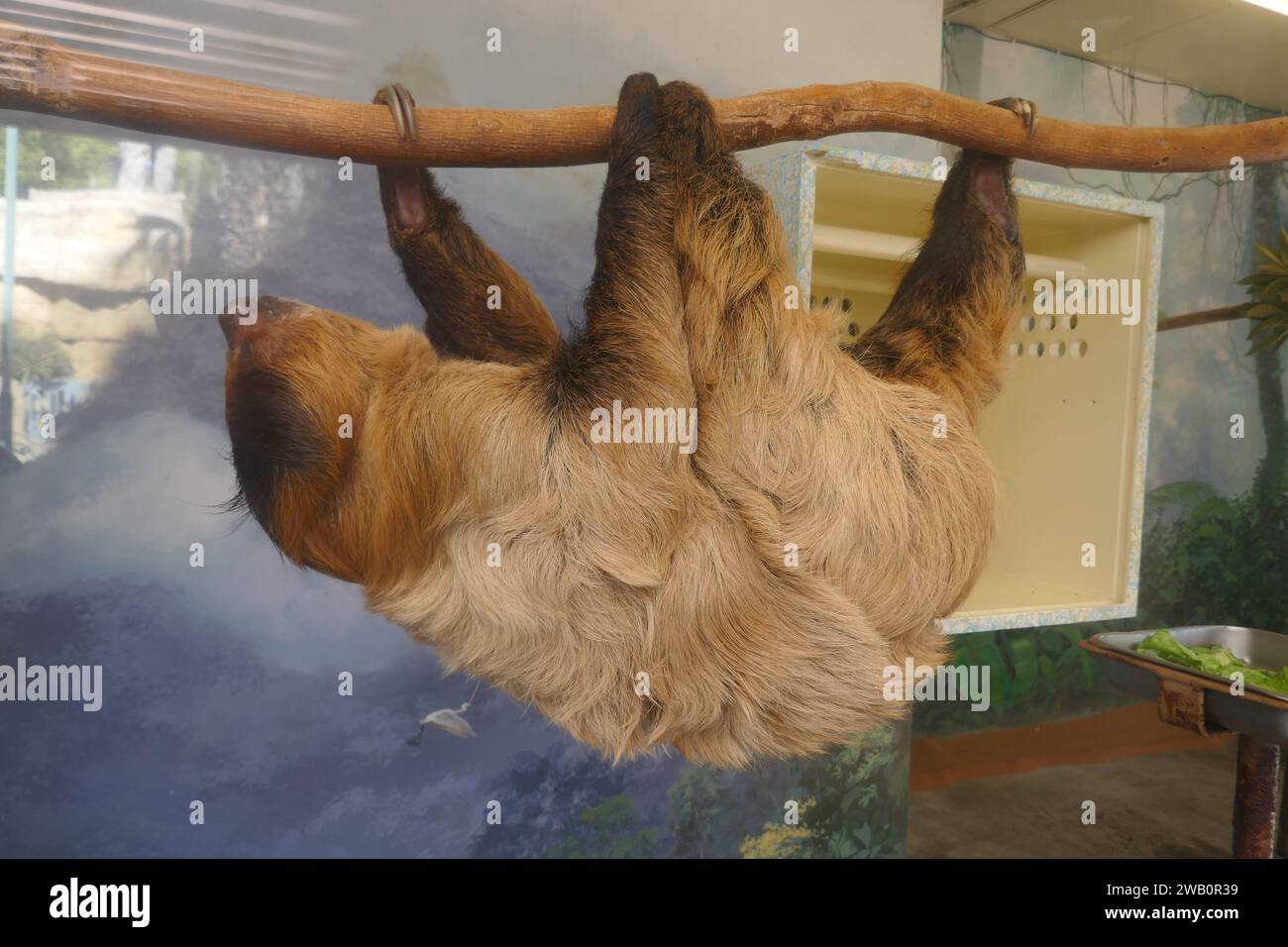 Los Angeles, California, USA 29th August 2023 LinneÕs Two-Toed Sloth ...