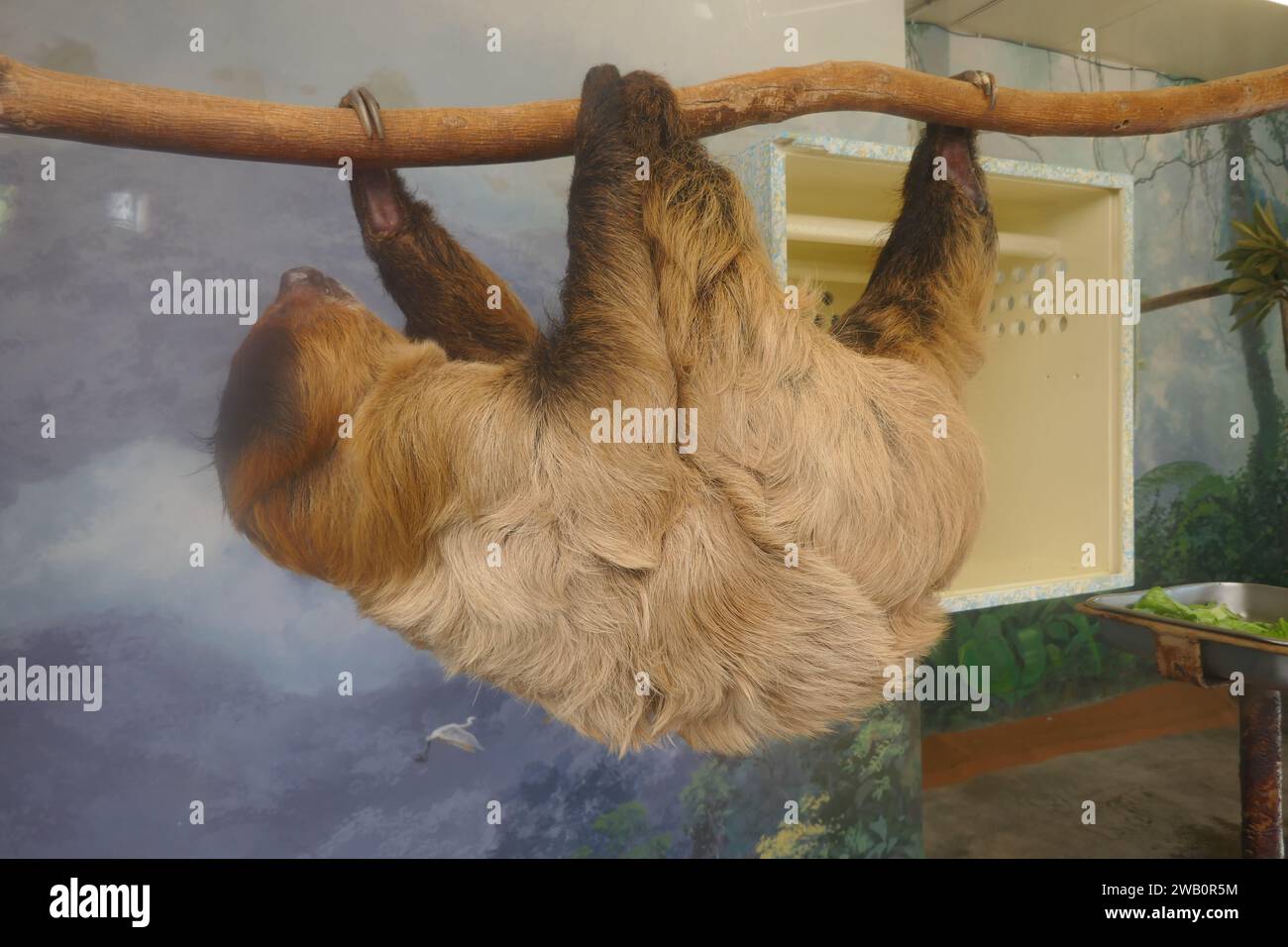 Los Angeles, California, USA 2nd January 2024 LinneÕs Two-Toed Sloth at ...