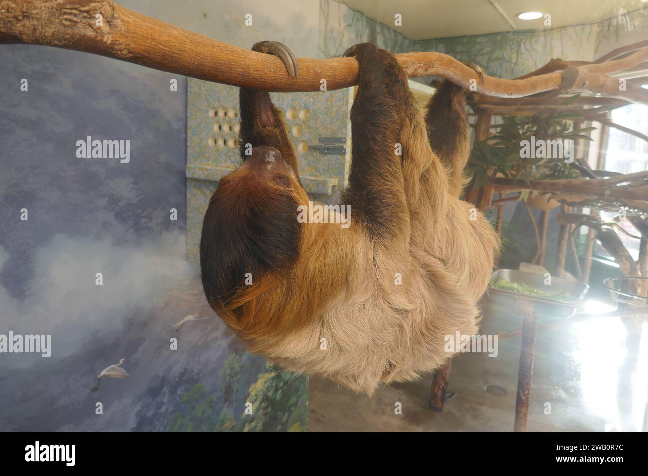 Los Angeles, California, USA 2nd January 2024 LinneÕs Two-Toed Sloth at ...