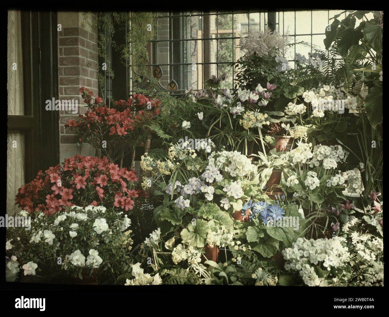 Flowers at the rear (?) Of a house, 1907 - 1930 photograph. color slide ...