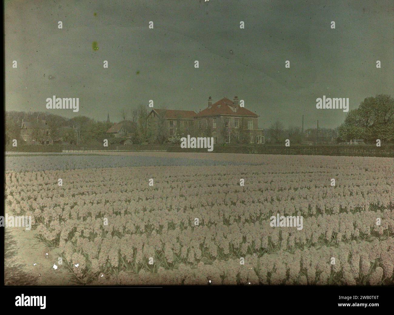 View of a field with Hyacinthen, with houses on the Ramplaan in ...