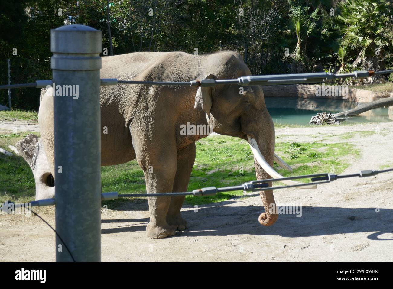 Los Angeles, California, USA 2nd January 2024 Elephant Billy at LA Zoo ...