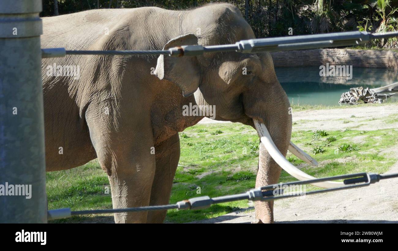 Los Angeles, California, USA 2nd January 2024 Elephant Billy at LA Zoo ...