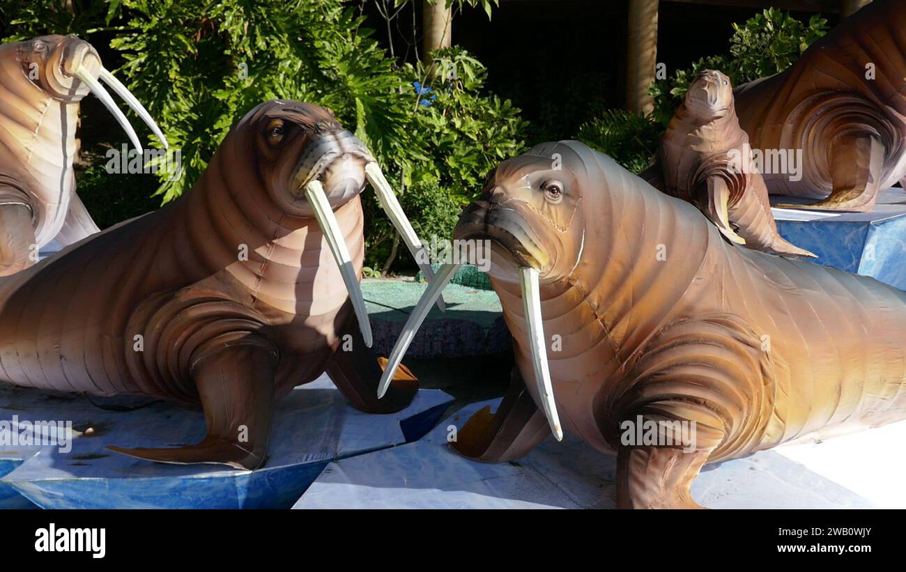 Los Angeles, California, USA 2nd January 2024 Zoo Lights Aglow Walruses ...