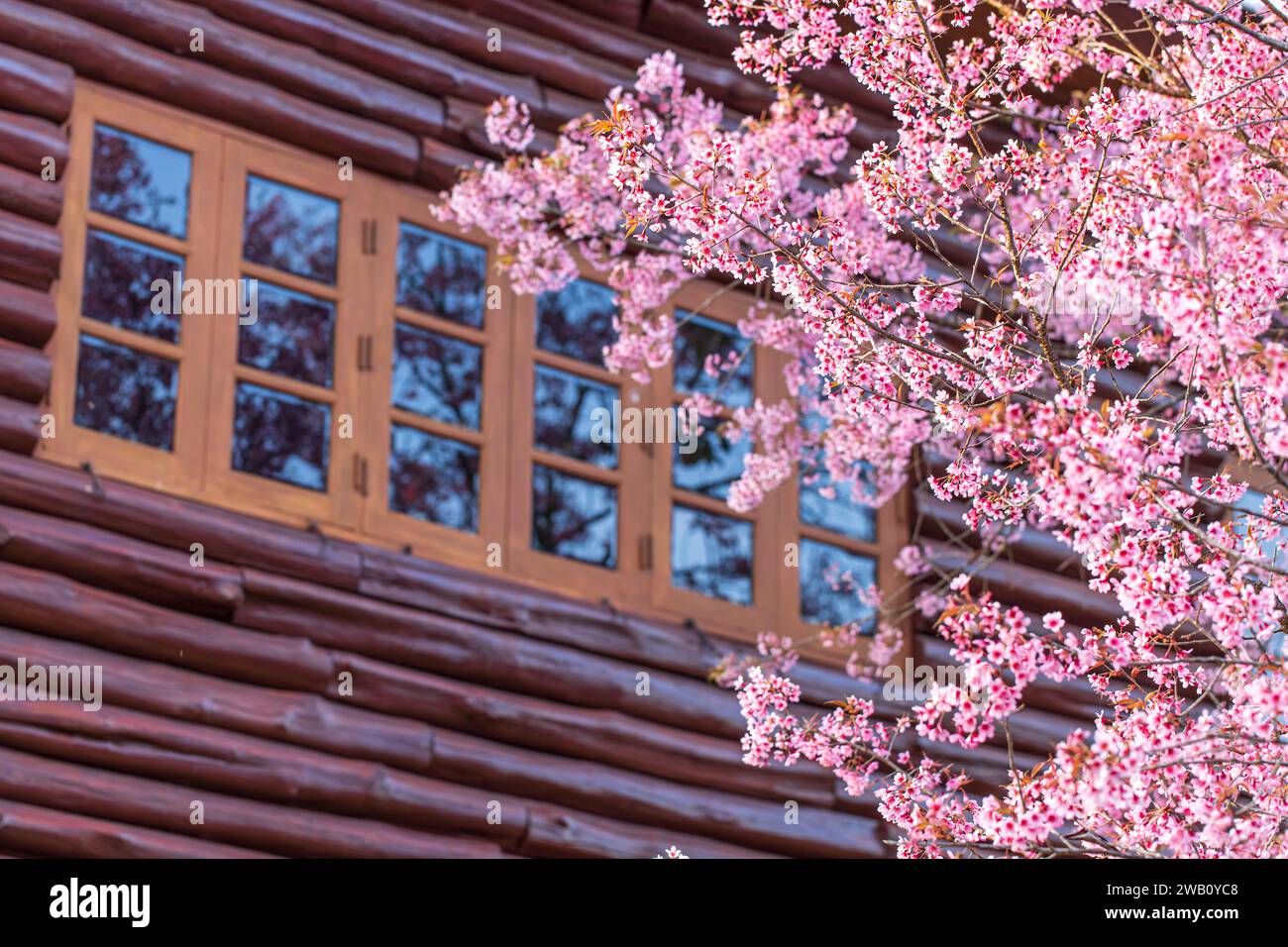 Blooming peach cherry flowers by the wooden windows, wooden log wall ...