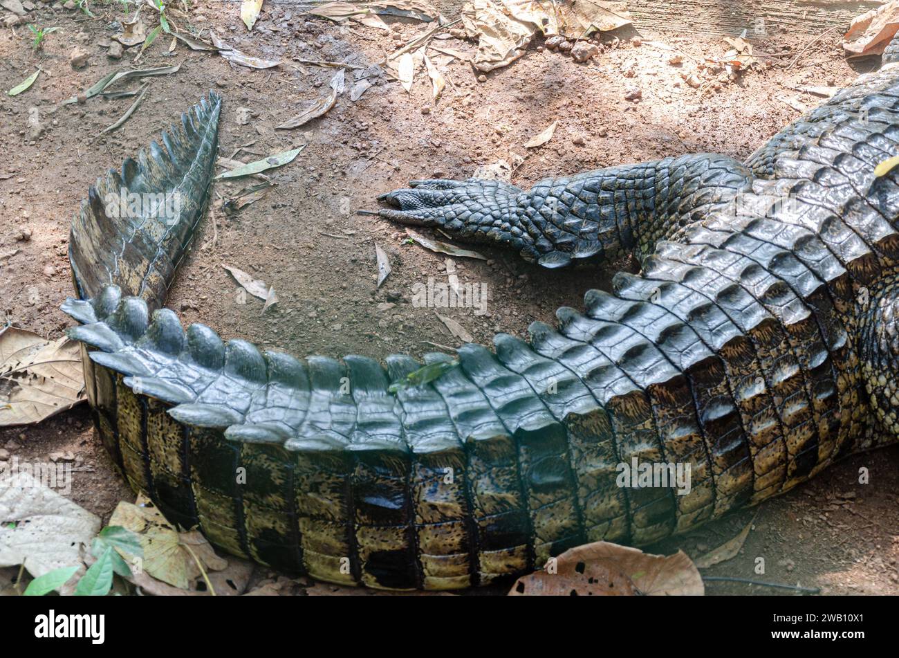 Scaly tail hi-res stock photography and images - Alamy