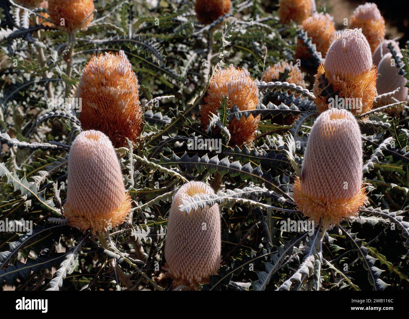 Proteaceae hi-res stock photography and images - Alamy