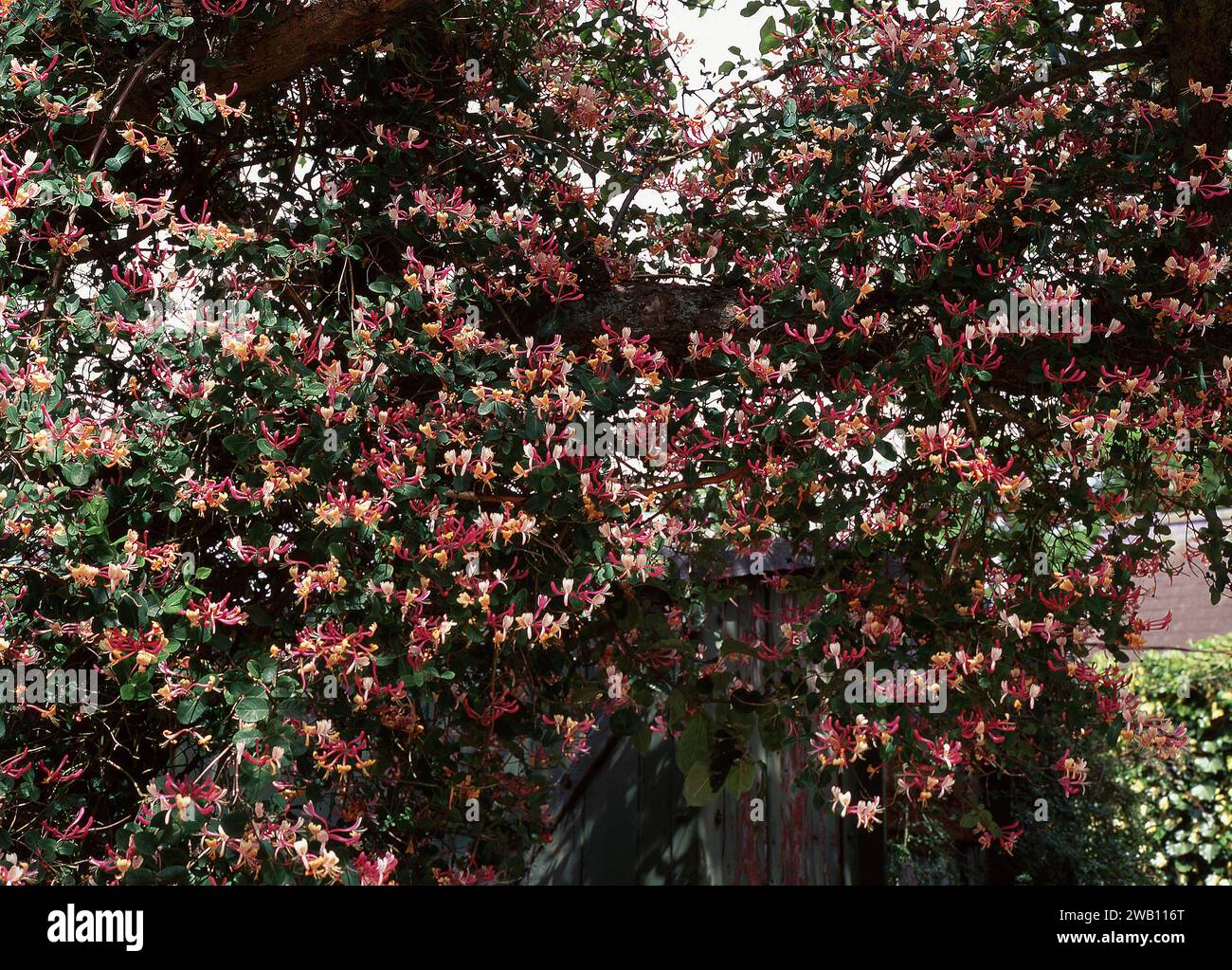 Arching shrubs or twining vines in the family caprifoliaceae hi-res ...