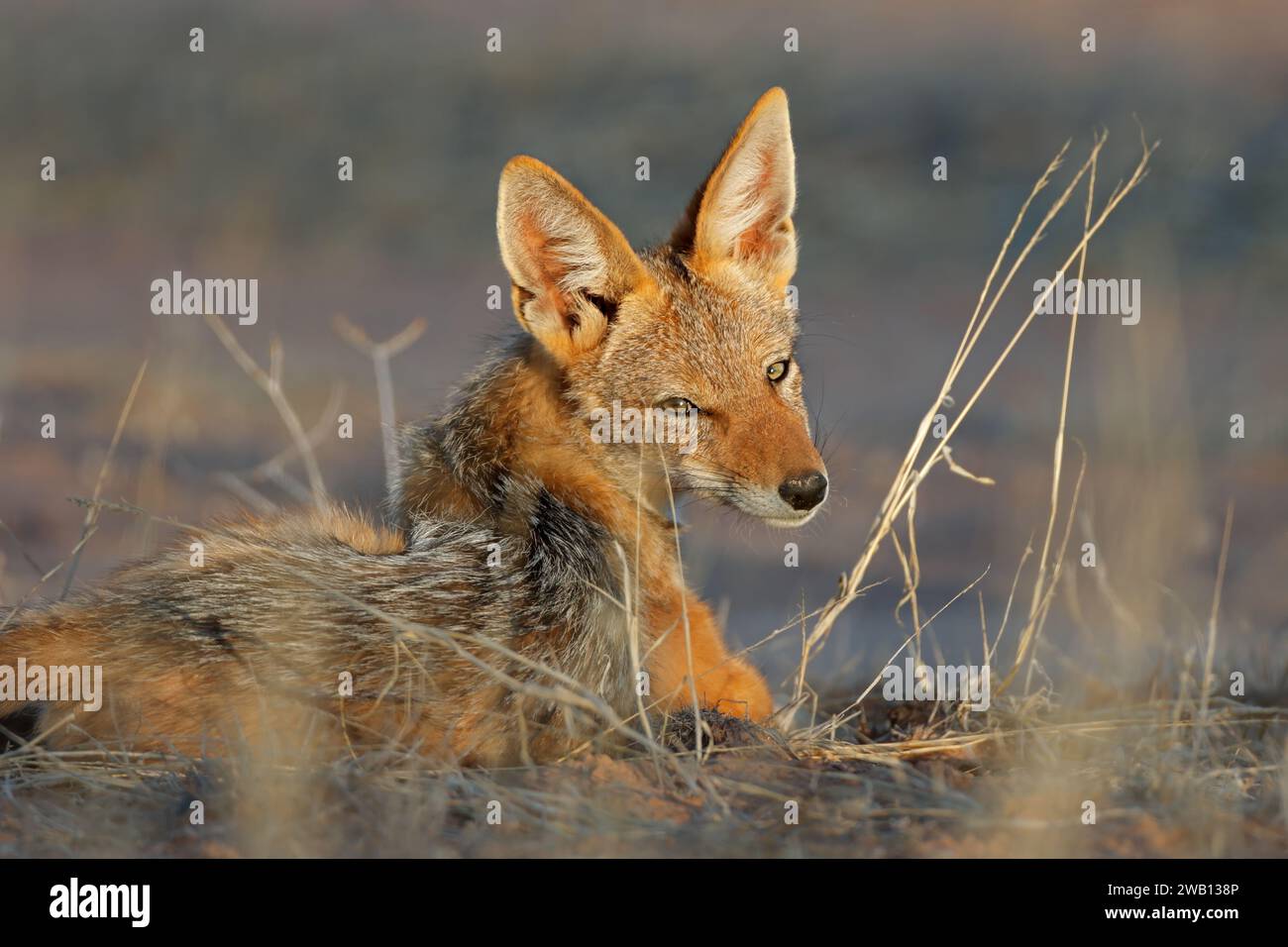Black backed jackal portrait hi-res stock photography and images - Alamy