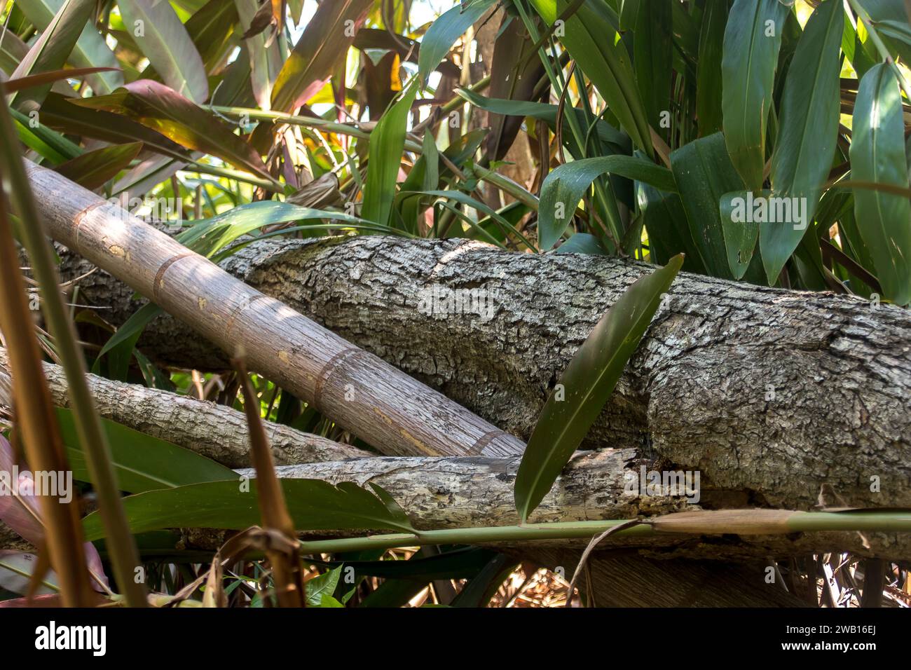 Storm damage of freak tornado on rainforest, Tamborine Mountain ...