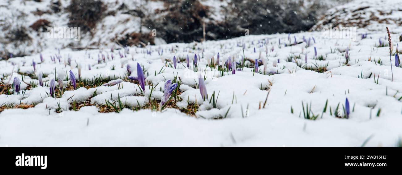 Crocuses under the snow.Beautiful background with delicate flowers and ...