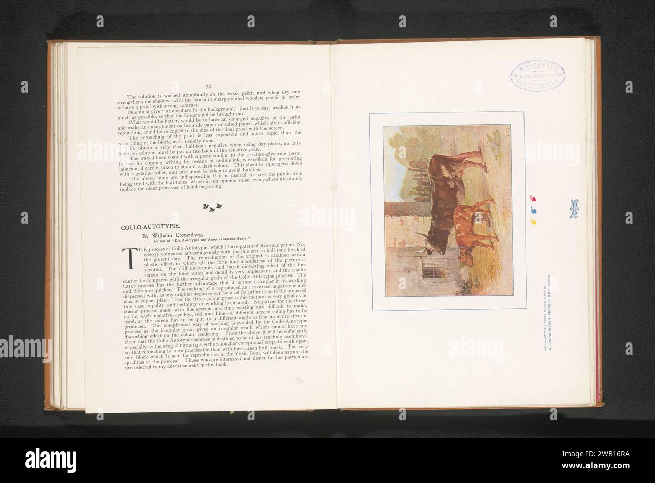 Reproduction of a drawing of a cow with calf, Wilhelm Cronenberg, After ...