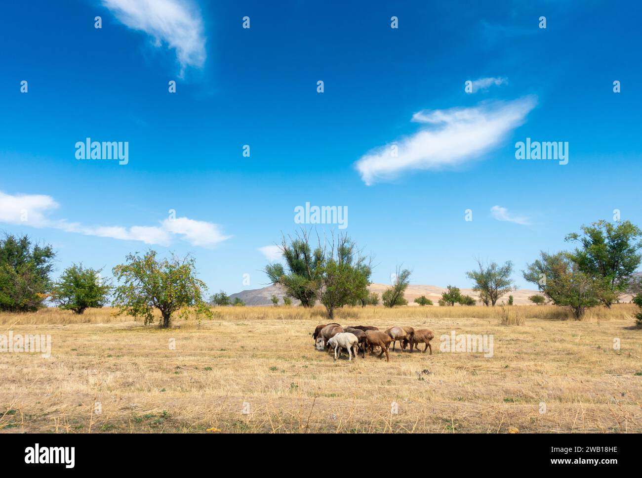 A herd of sheep grazing. Meat fat-tailed sheep in nature Stock Photo ...