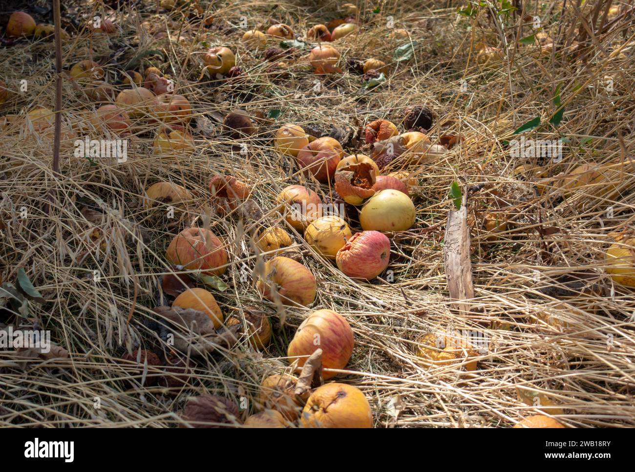 Rotten apples fallen into the grass. Unharvested, lost harvest Stock ...