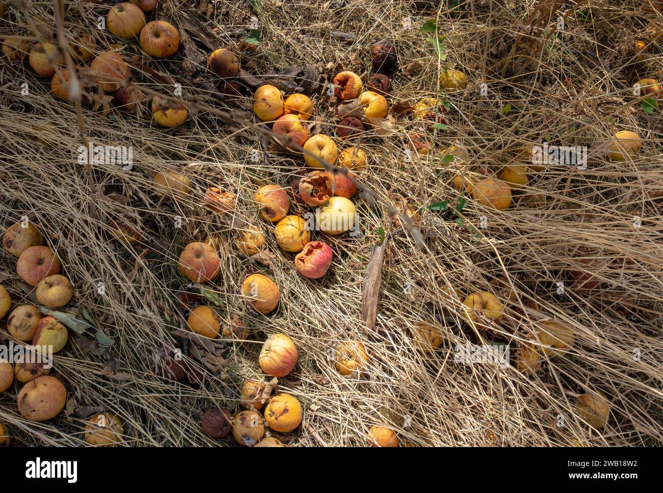 Old unharvested apple hi-res stock photography and images - Alamy