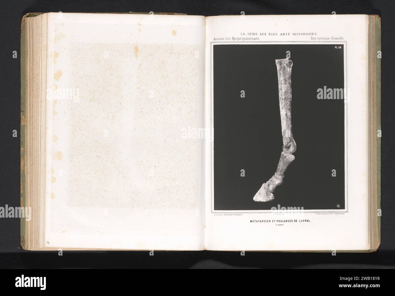 Horse leg skeleton hi-res stock photography and images - Alamy