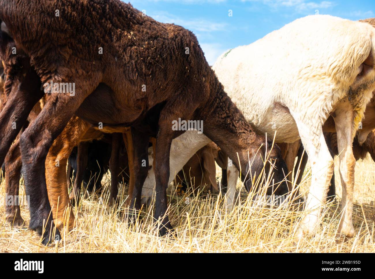 Fat tailed sheep hi-res stock photography and images - Alamy