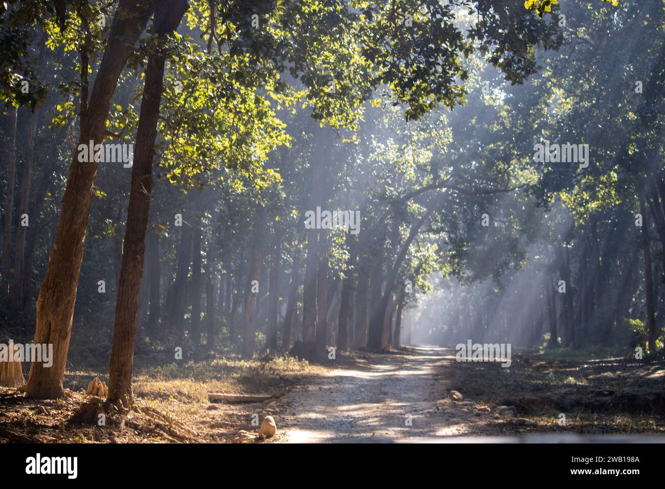 The forest comes alive under the embrace of beautiful sunny days.High ...