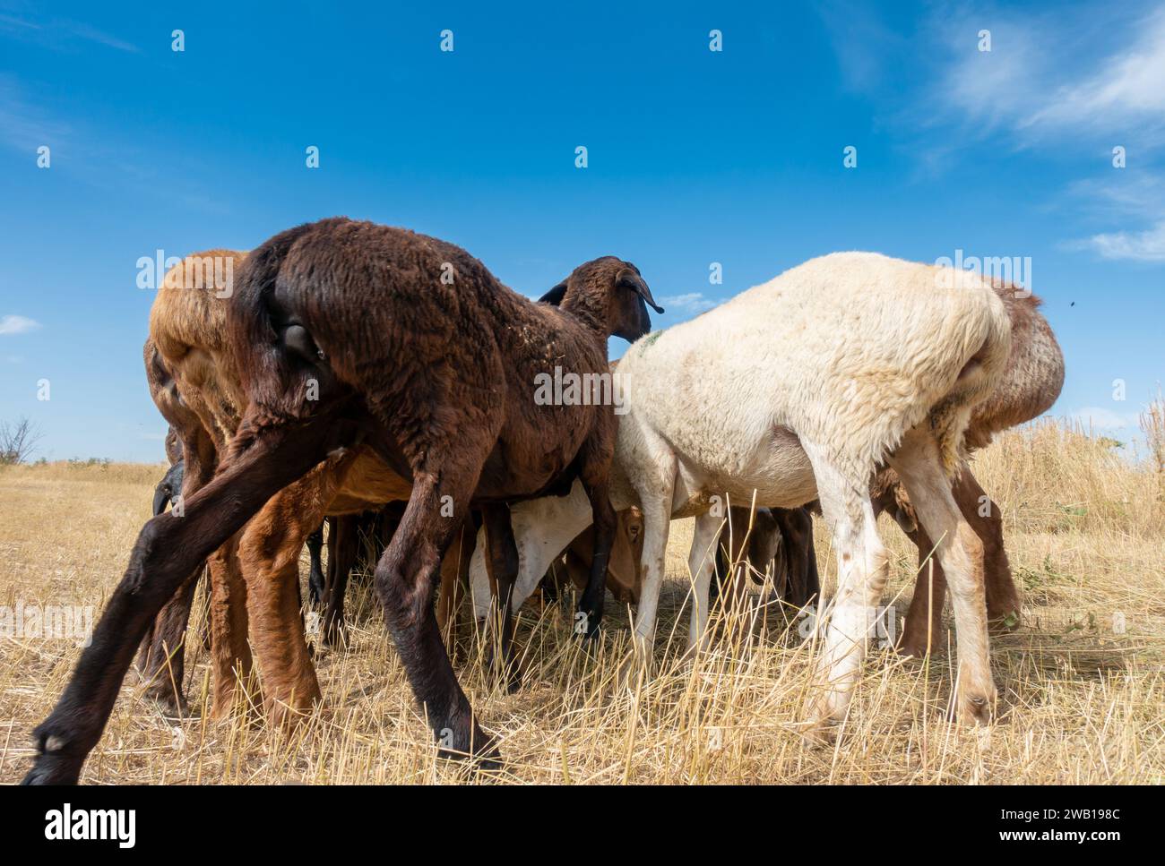 A herd of sheep grazing. Meat fat-tailed sheep in nature Stock Photo ...