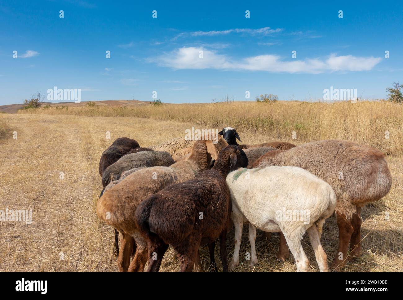 Shepherd fat tailed sheep hi-res stock photography and images - Alamy