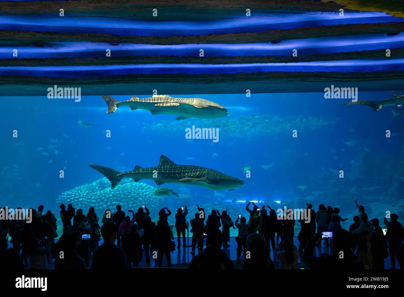 Chimelong Ocean Kingdom, Interior of the world's largest aquarium ...