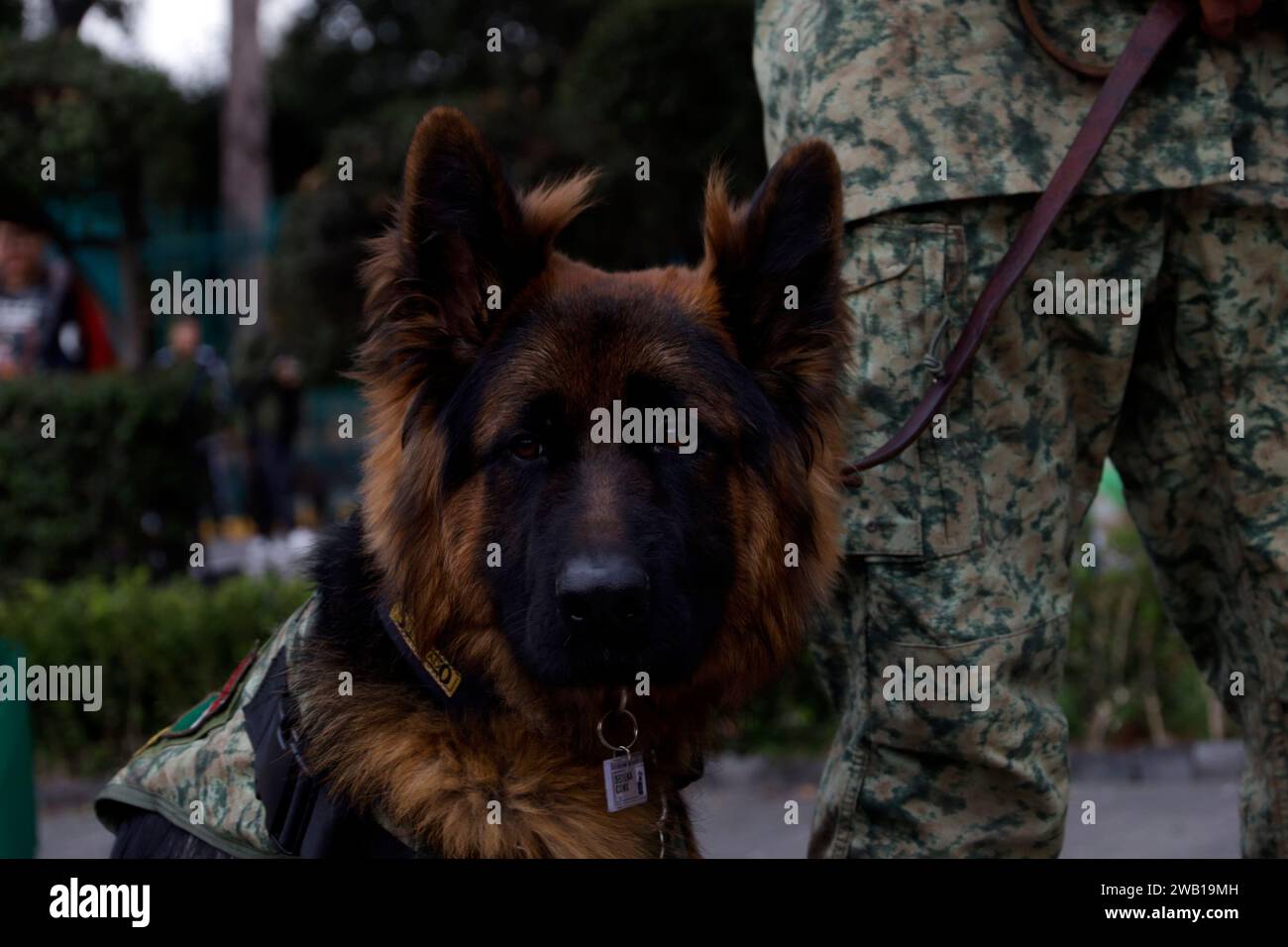 January 7, 2024, Mexico City, Mexico: Rescue dog Arkadas during his ...