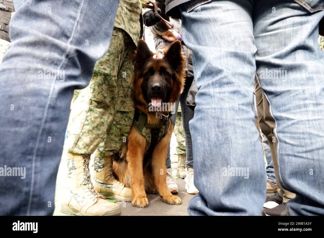 Mexico City, Mexico. 7th Jan, 2024. Rescue dog Arkadas during his ...