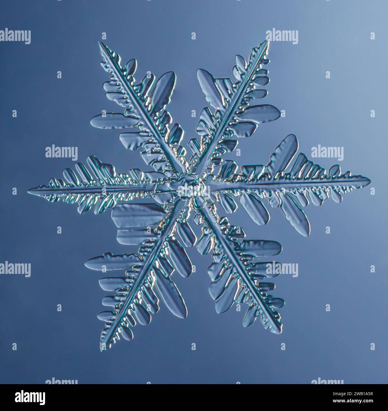 Natural snowflake crystal in blue background Stock Photo - Alamy