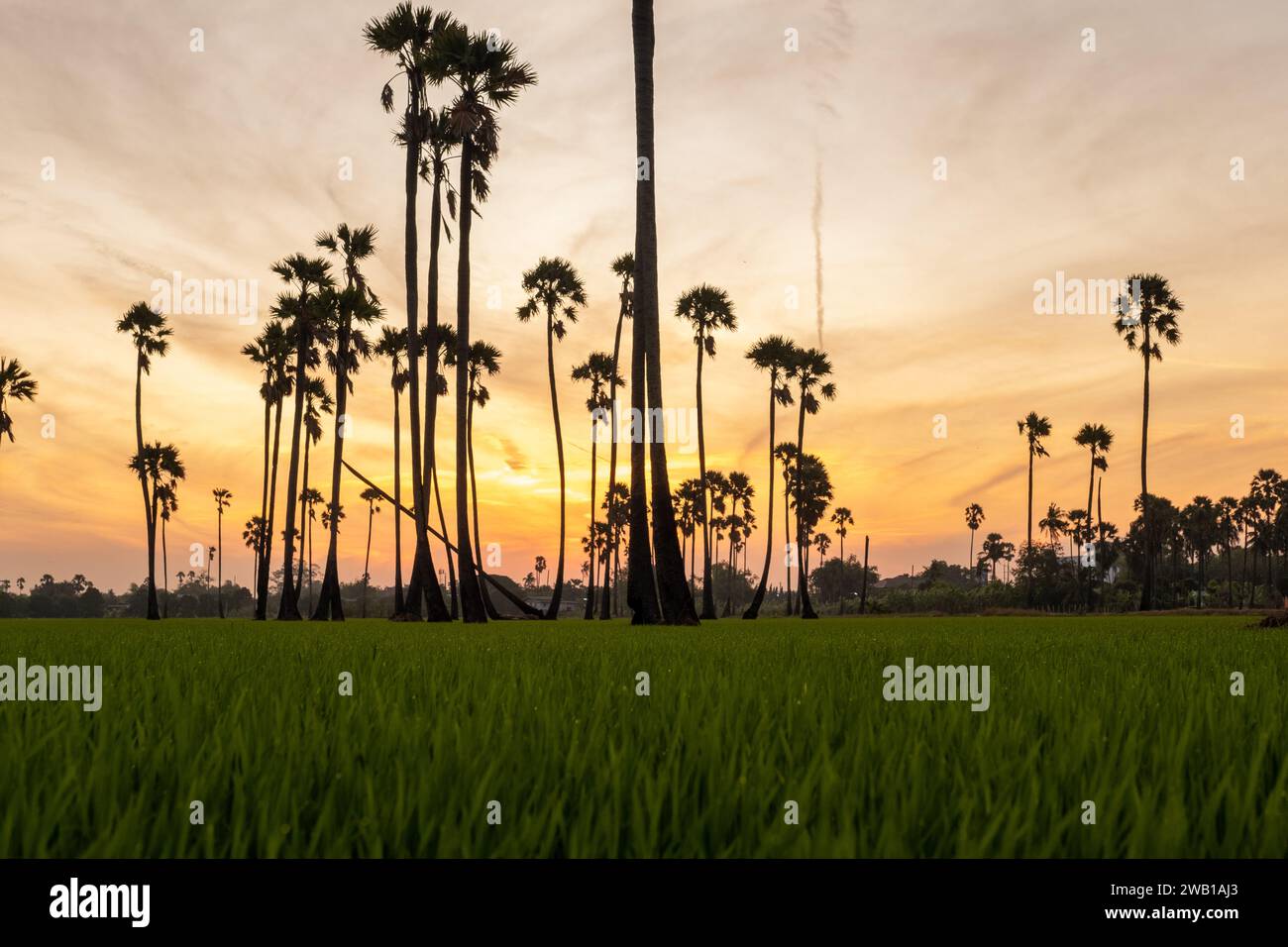 Paddy field in morning hi-res stock photography and images - Alamy