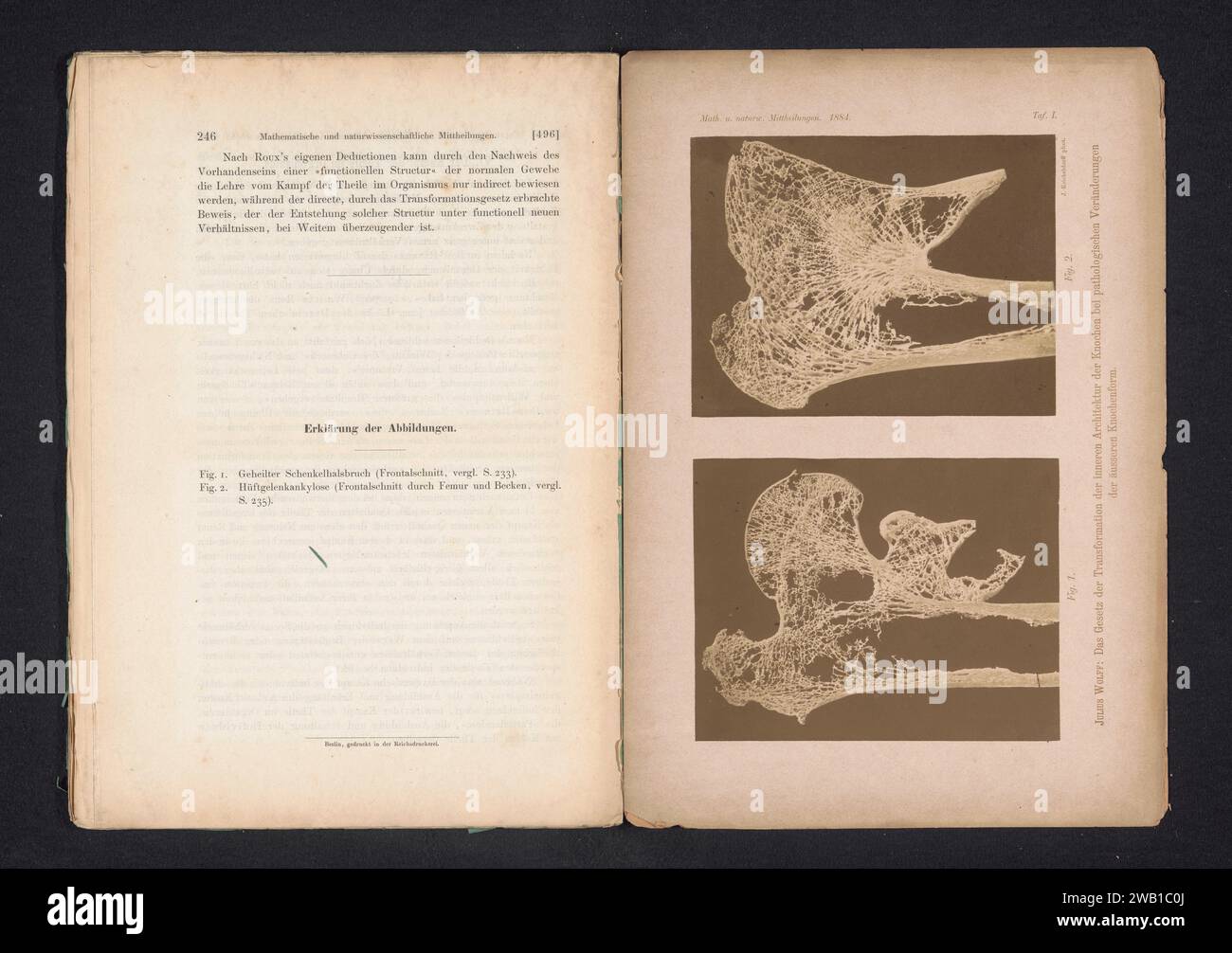 Bones inner structure hi-res stock photography and images - Alamy